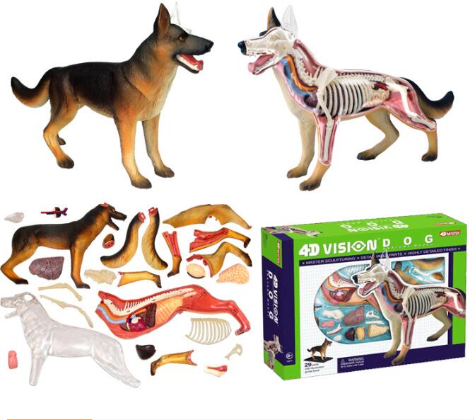 Veterinary 4D Dog Anatomical Model – KeeboMed