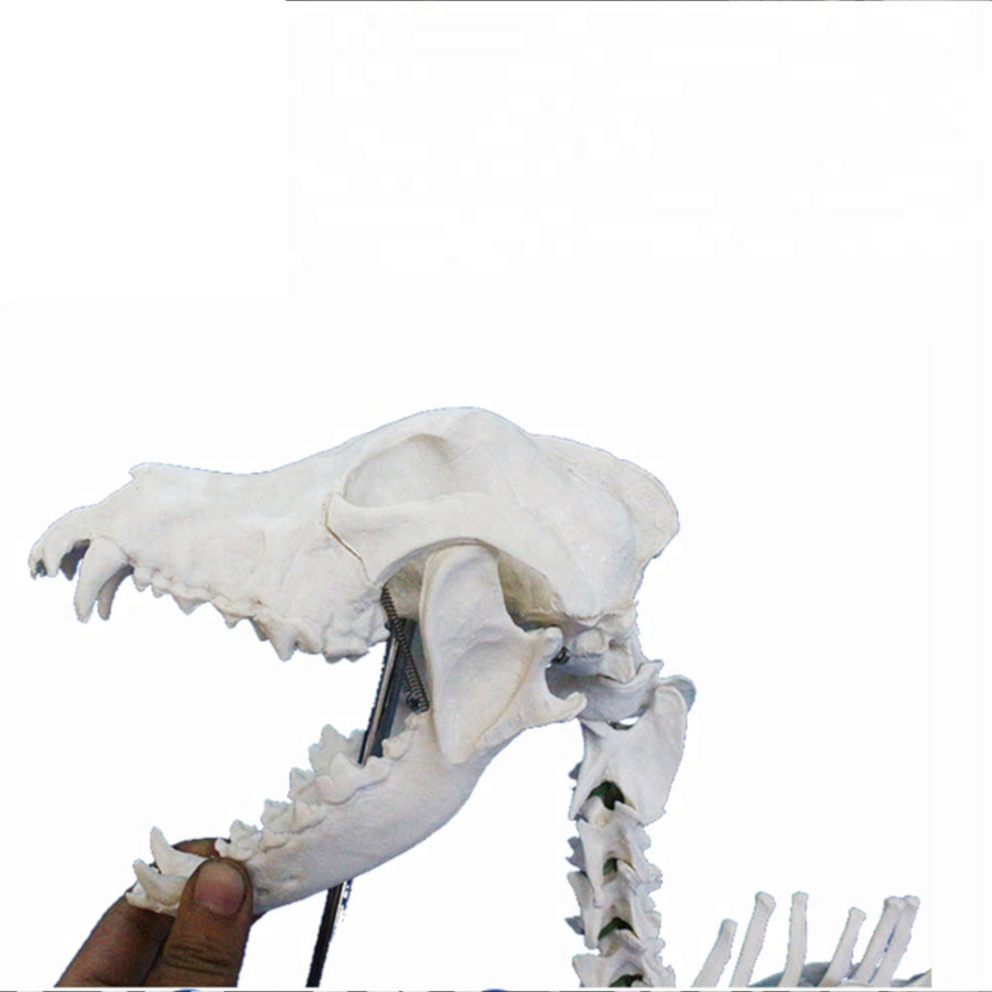 Big Dog Skeleton – KeeboMed